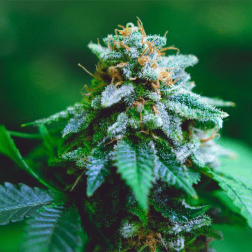 THCa Flower